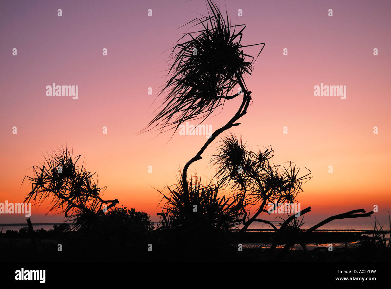 East coast australian plants hi-res stock photography and images - Alamy