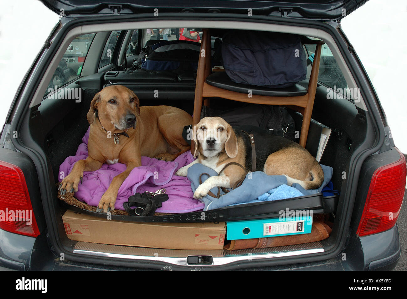 Dogs on holiday in italy hi-res stock photography and images - Alamy