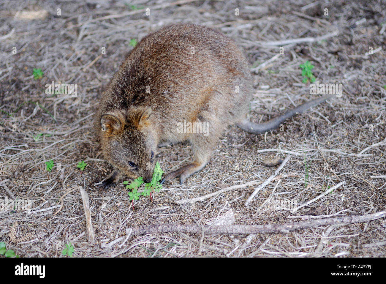 Quokka (Setonix brachyurus), marsupial species, Rottnest Island near ...