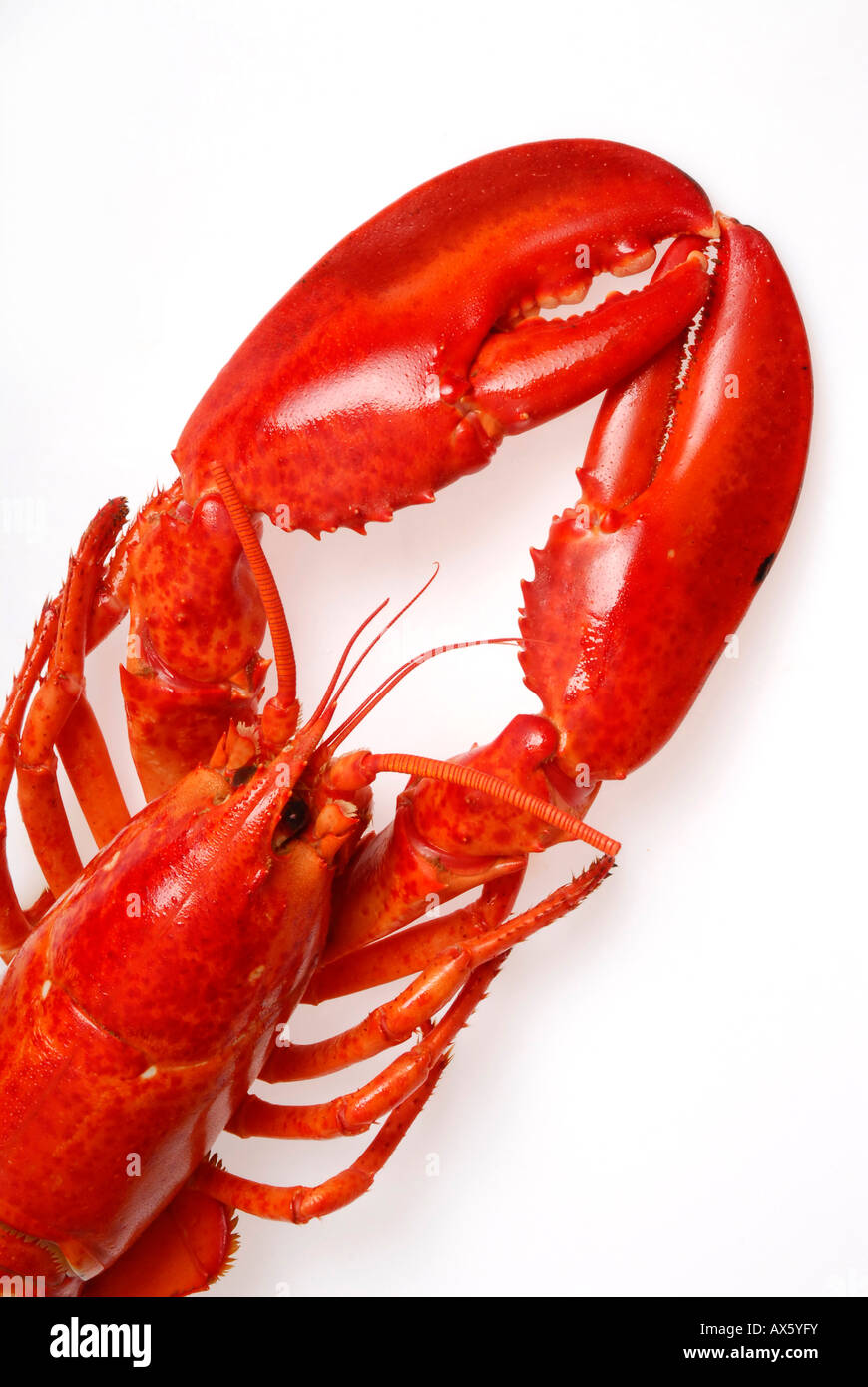 Roter hummer hi-res stock photography and images - Alamy