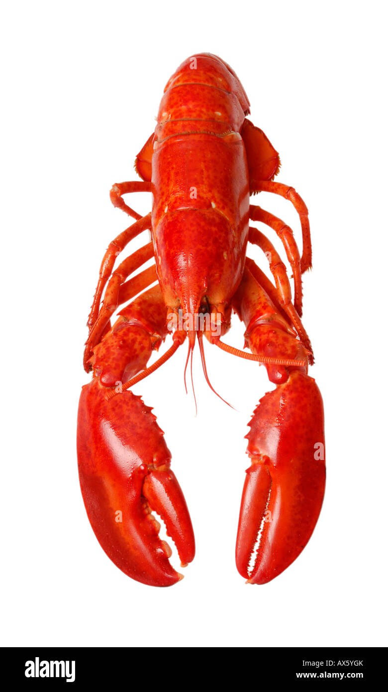 Lobster Cutouts High Resolution Stock Photography and Images - Alamy