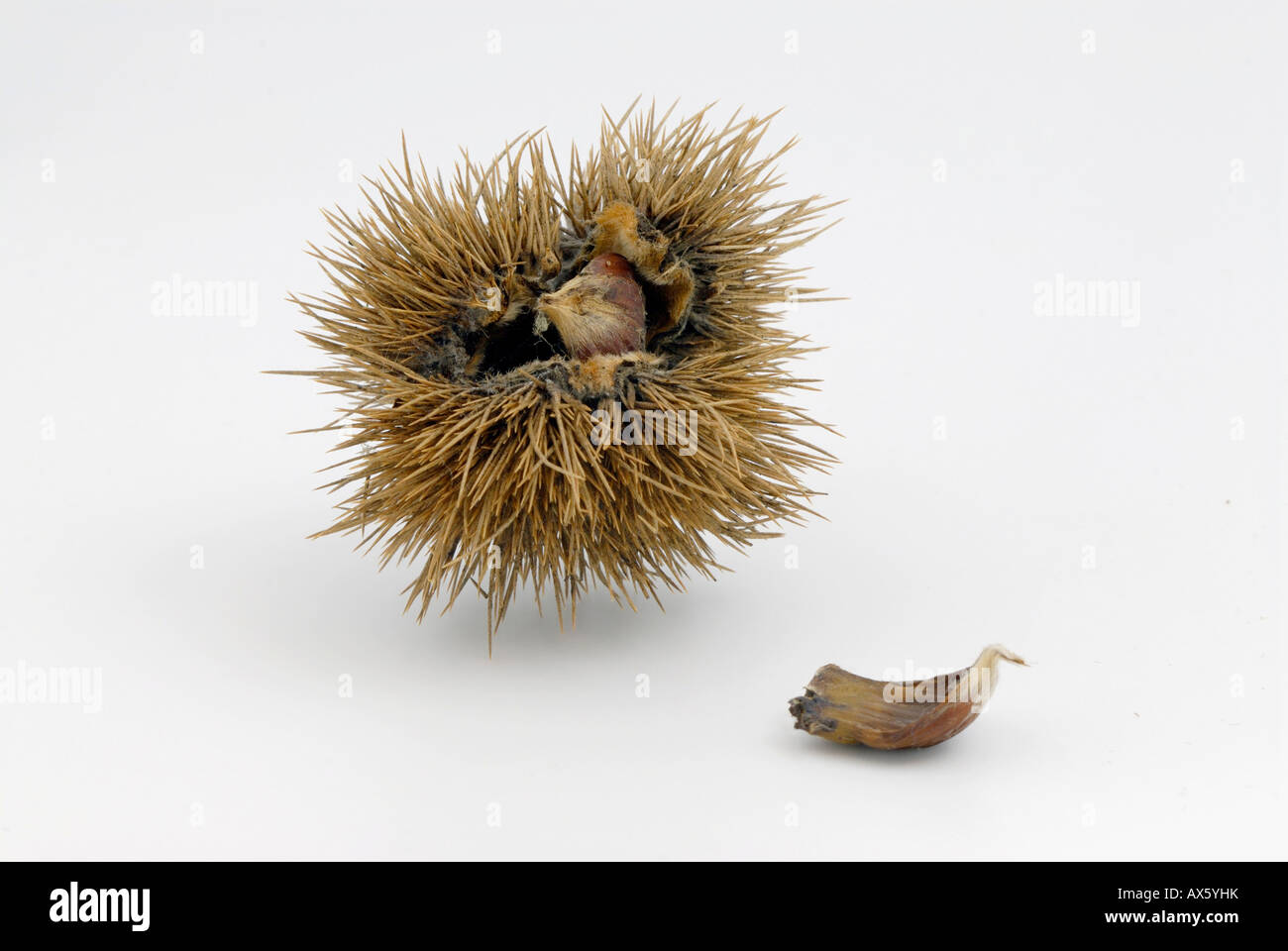 Chestnut (Castanea sativa) in prickly shell Stock Photo - Alamy