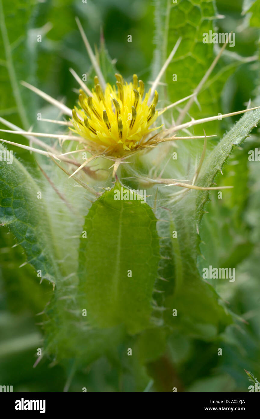 Blessed Thistle Stock Photo - Alamy