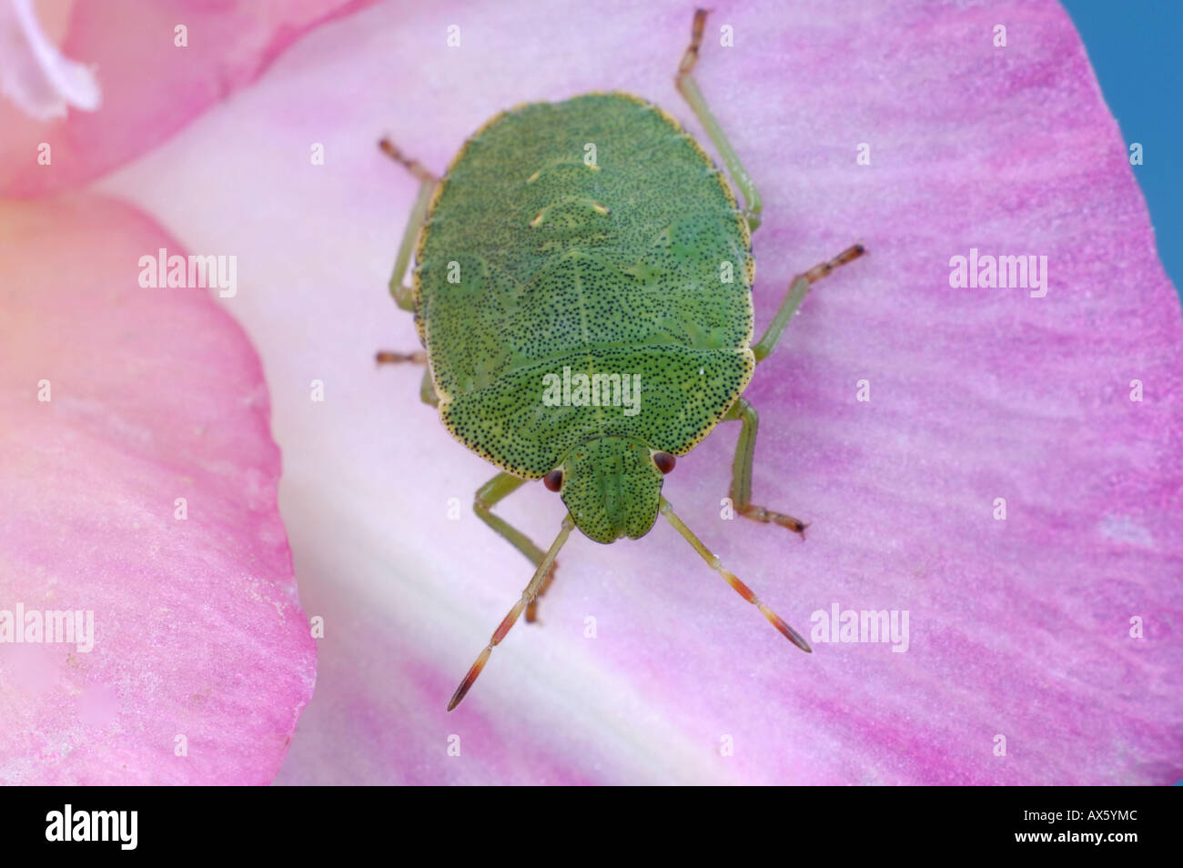 Common Green Shield Bug Stock Photo - Alamy