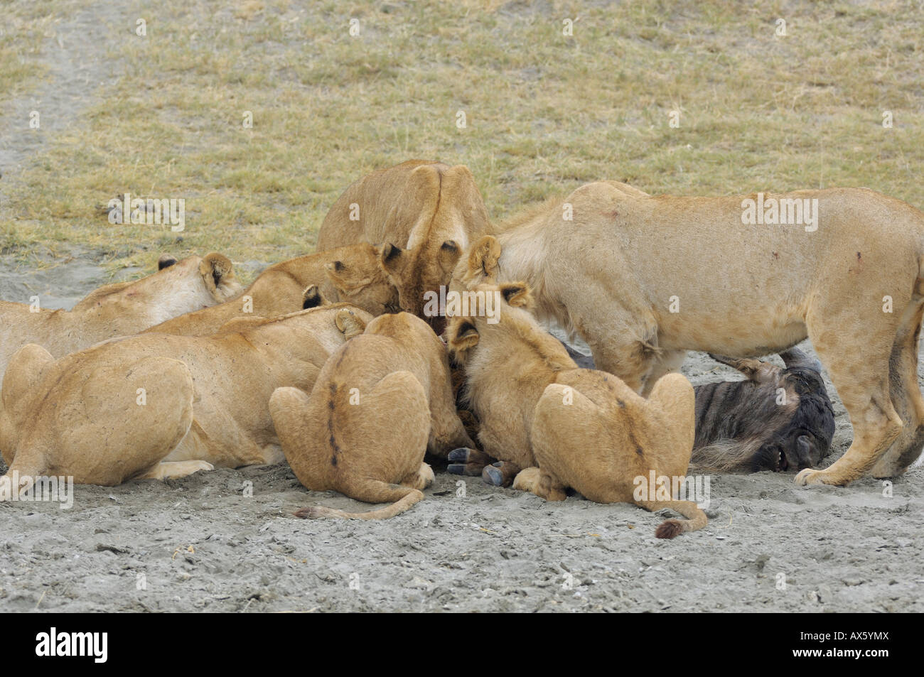 Lion pride at a wildebeest kill, Ngorongoro Crater, Tanzania Stock ...