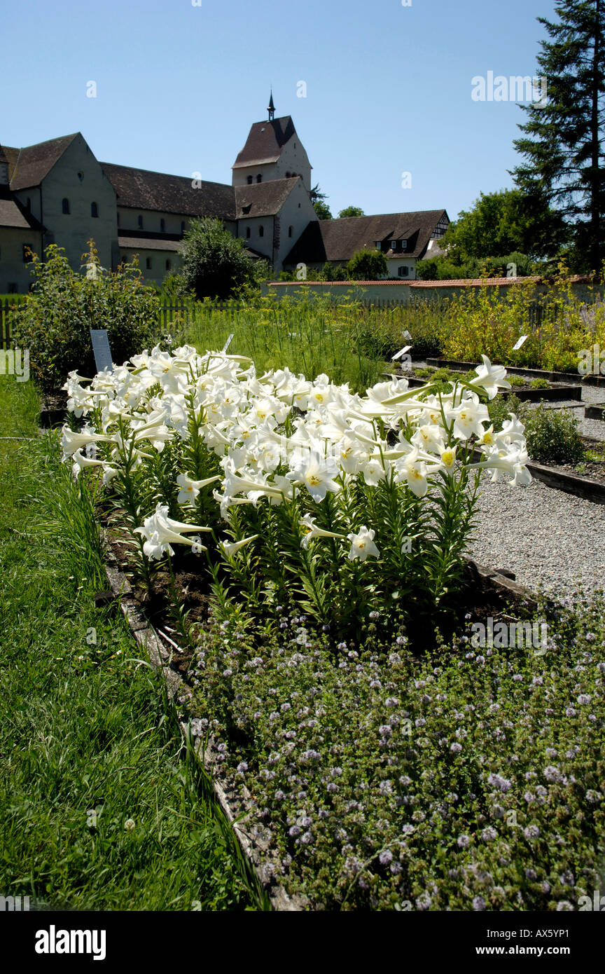 Madonna lily lily hi-res stock photography and images - Alamy