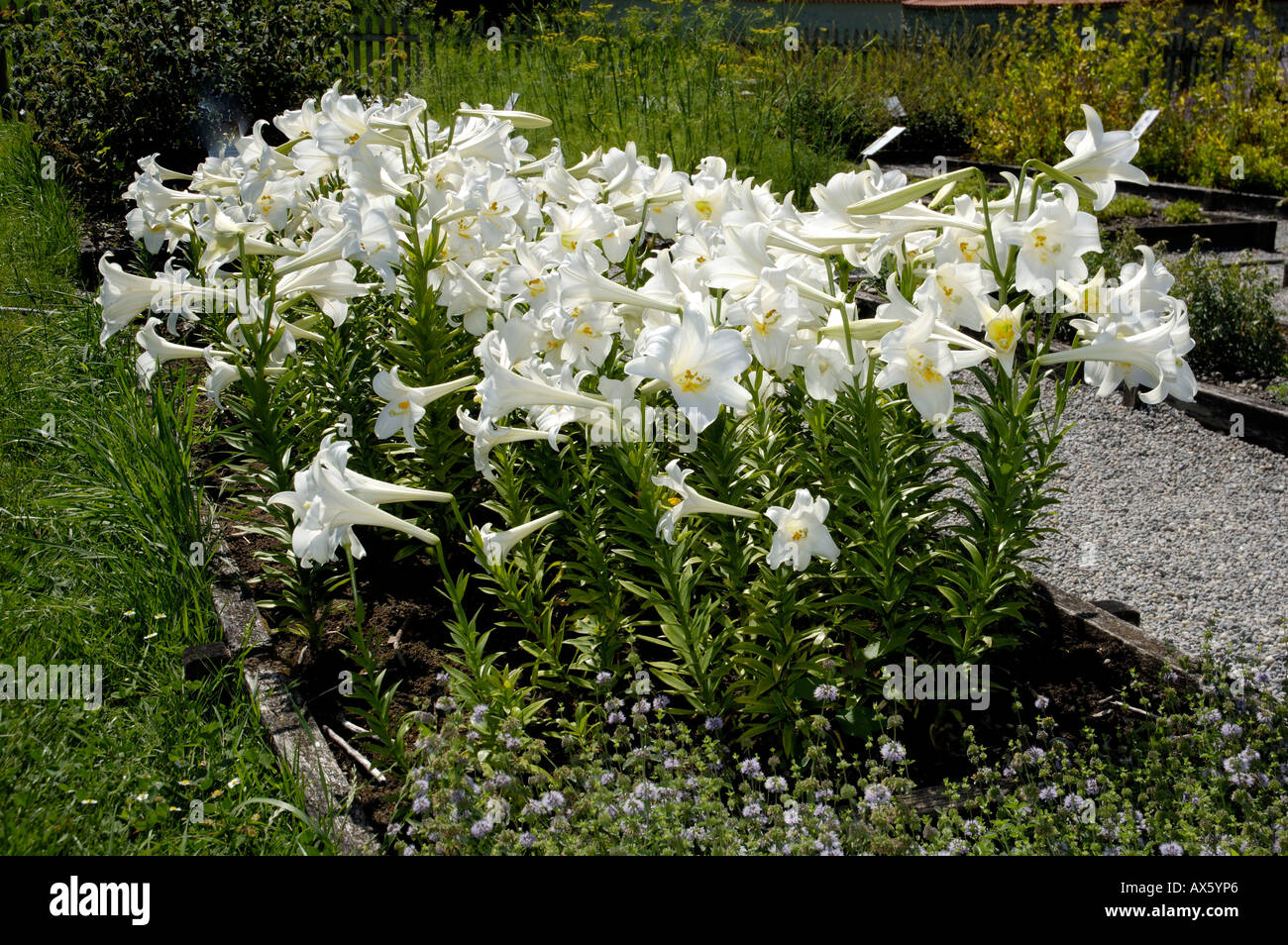 Madonna lily bulb hi-res stock photography and images - Alamy