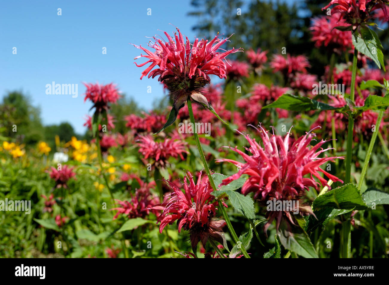 Monarda hybride hi-res stock photography and images - Alamy