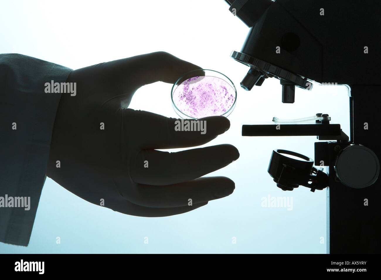 Chemist examining bacterial culture under a microscope Stock Photo - Alamy