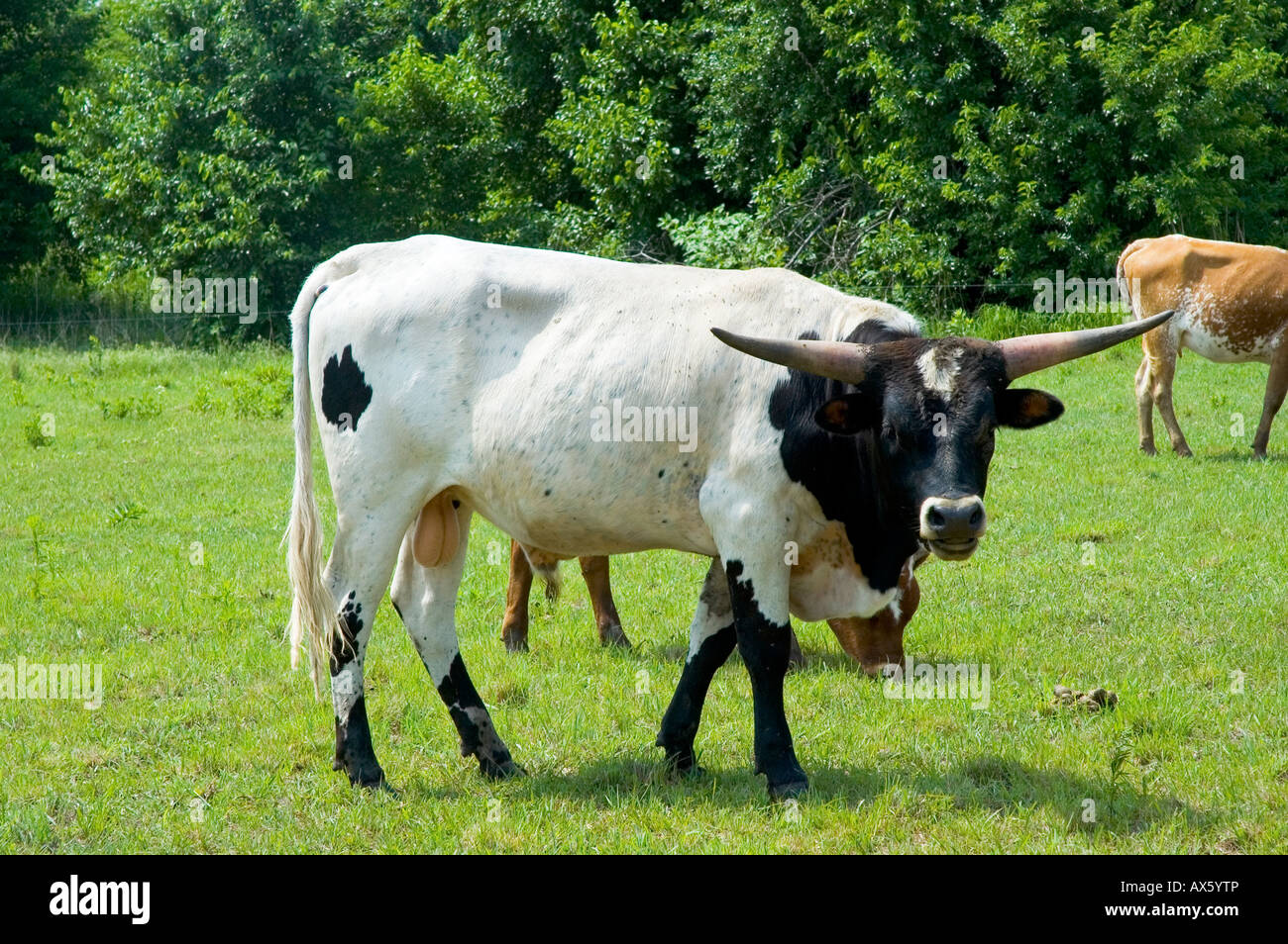 A Watusi crossbred bull at pasture. Oklahoma, USA Stock Photo - Alamy