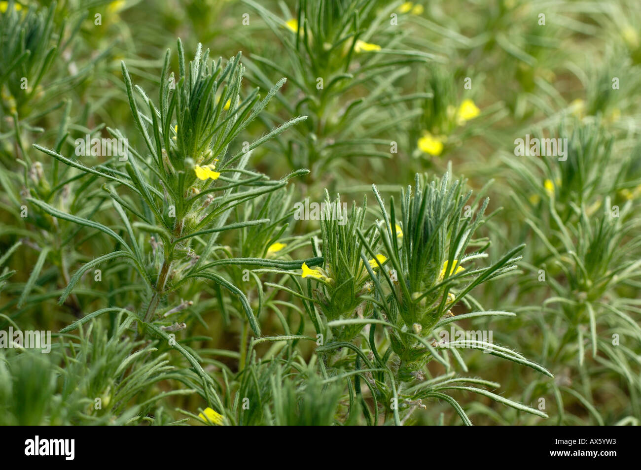 Yellow Bugle Stock Photo - Alamy