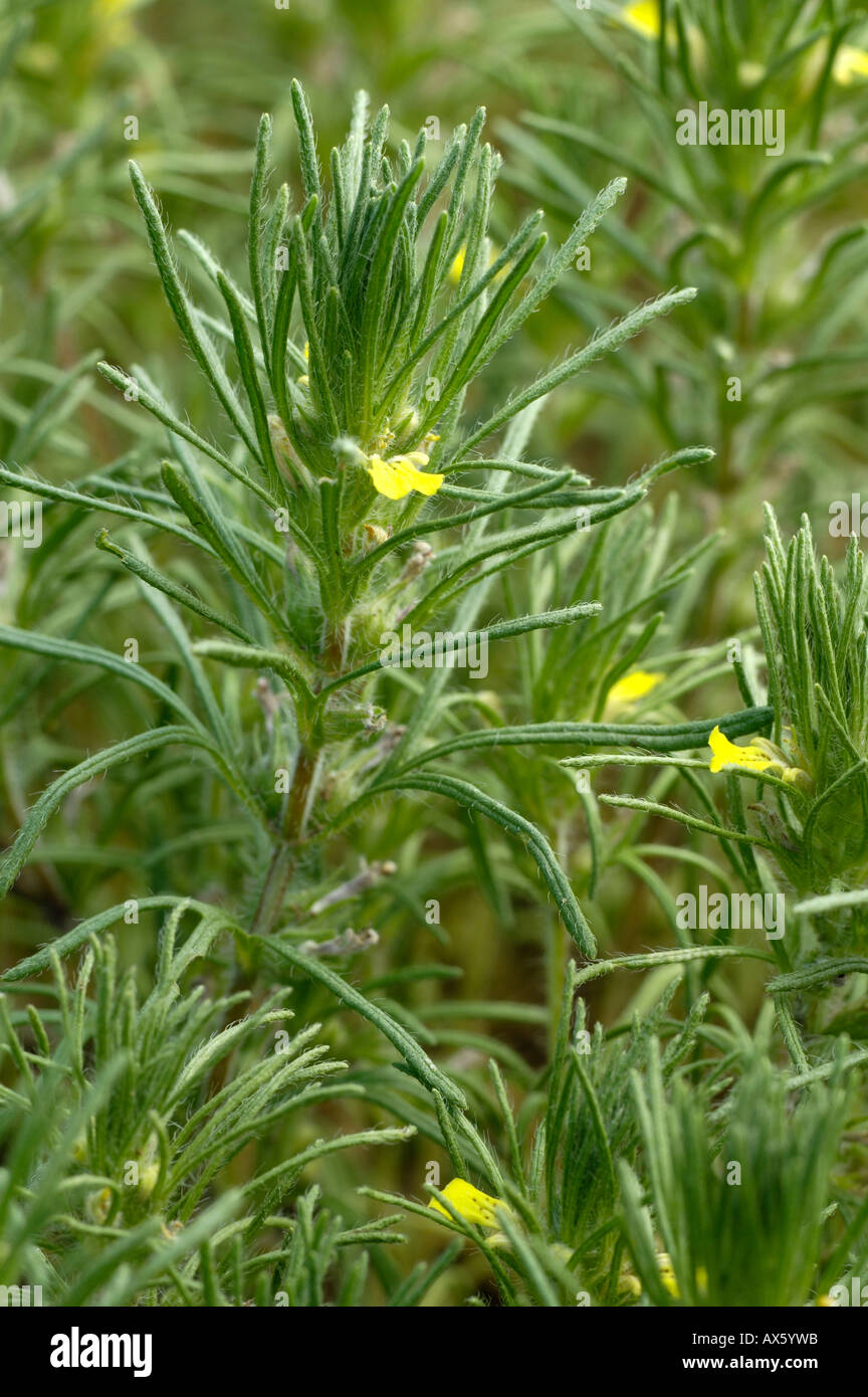 Yellow bugle hi-res stock photography and images - Alamy