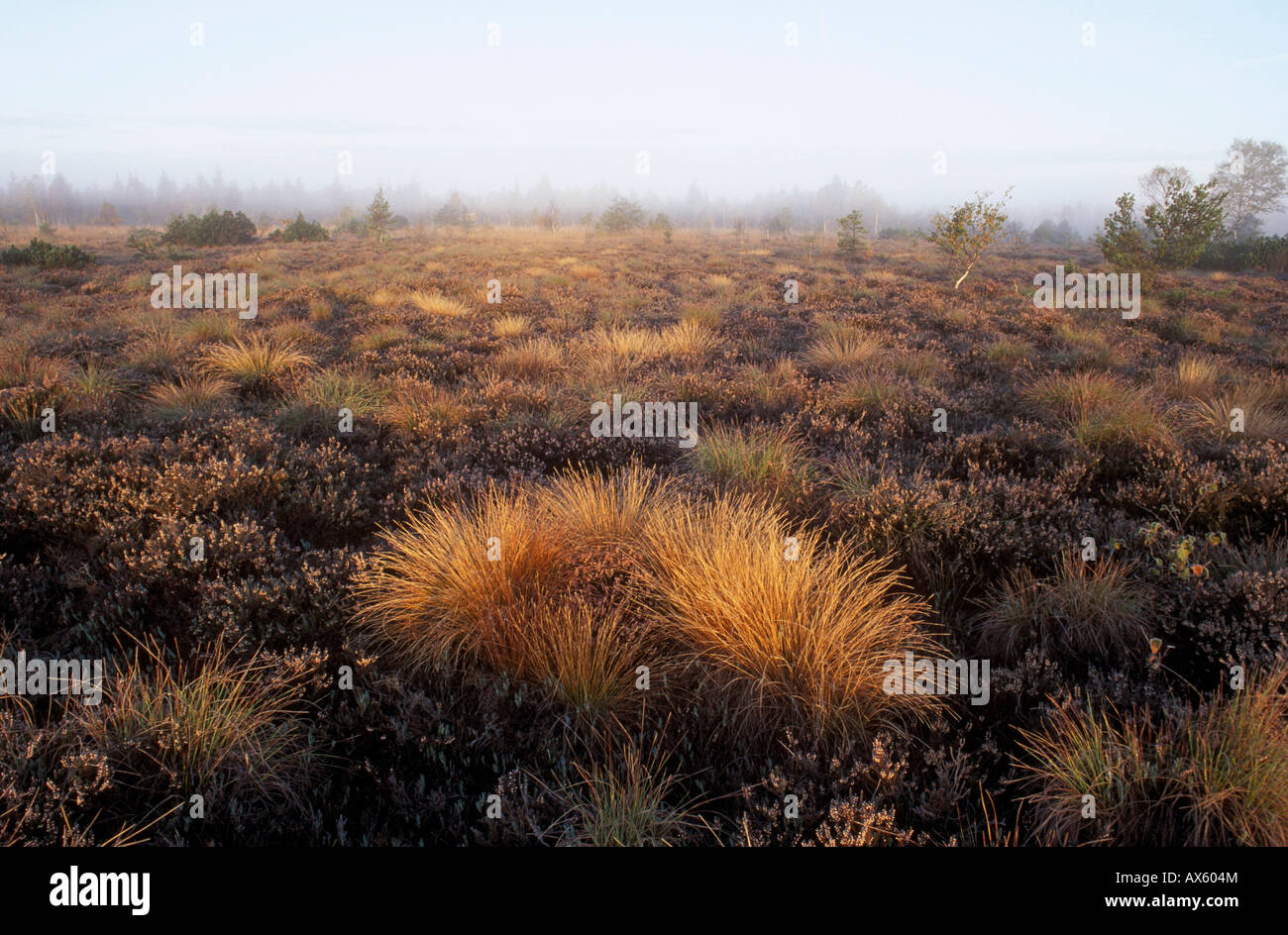 Koenigsdorf moor hi-res stock photography and images - Alamy