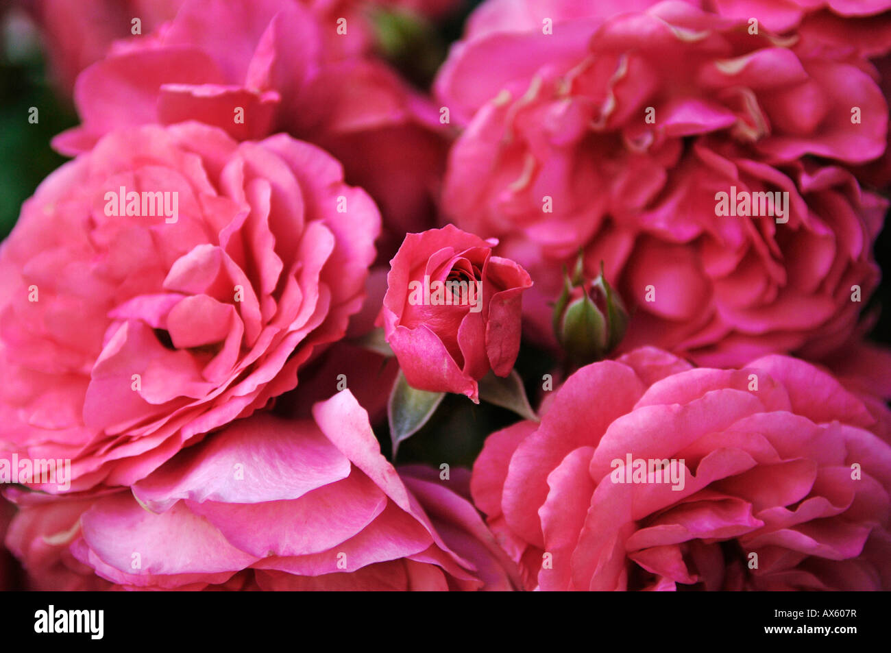 Pink roses (Rosa Stock Photo - Alamy