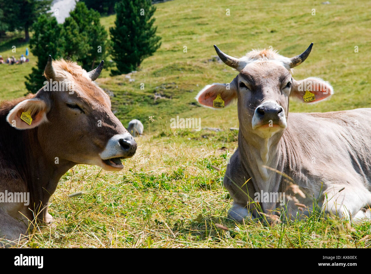 Two cows (Bovinae) resting on an alpine pasture in Bolzano-Bozen, Italy ...