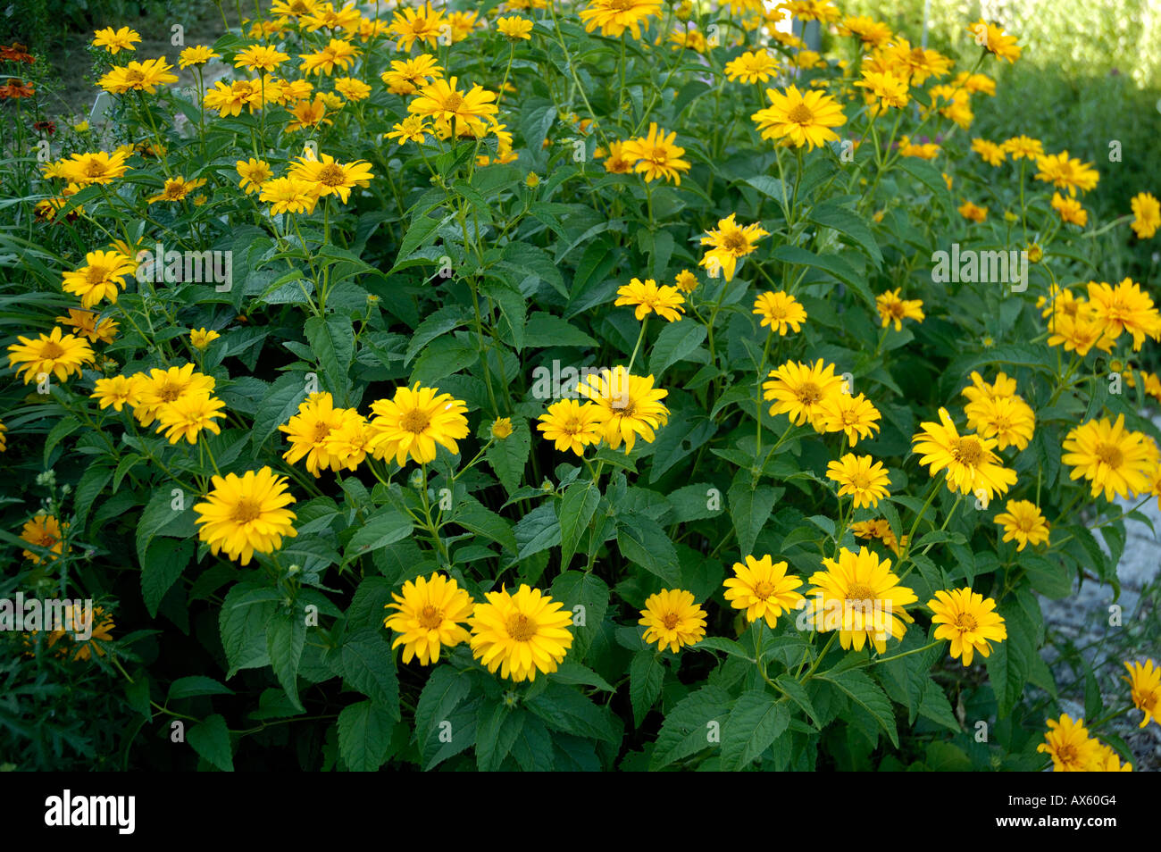 Smooth Ox-eye Stock Photo - Alamy