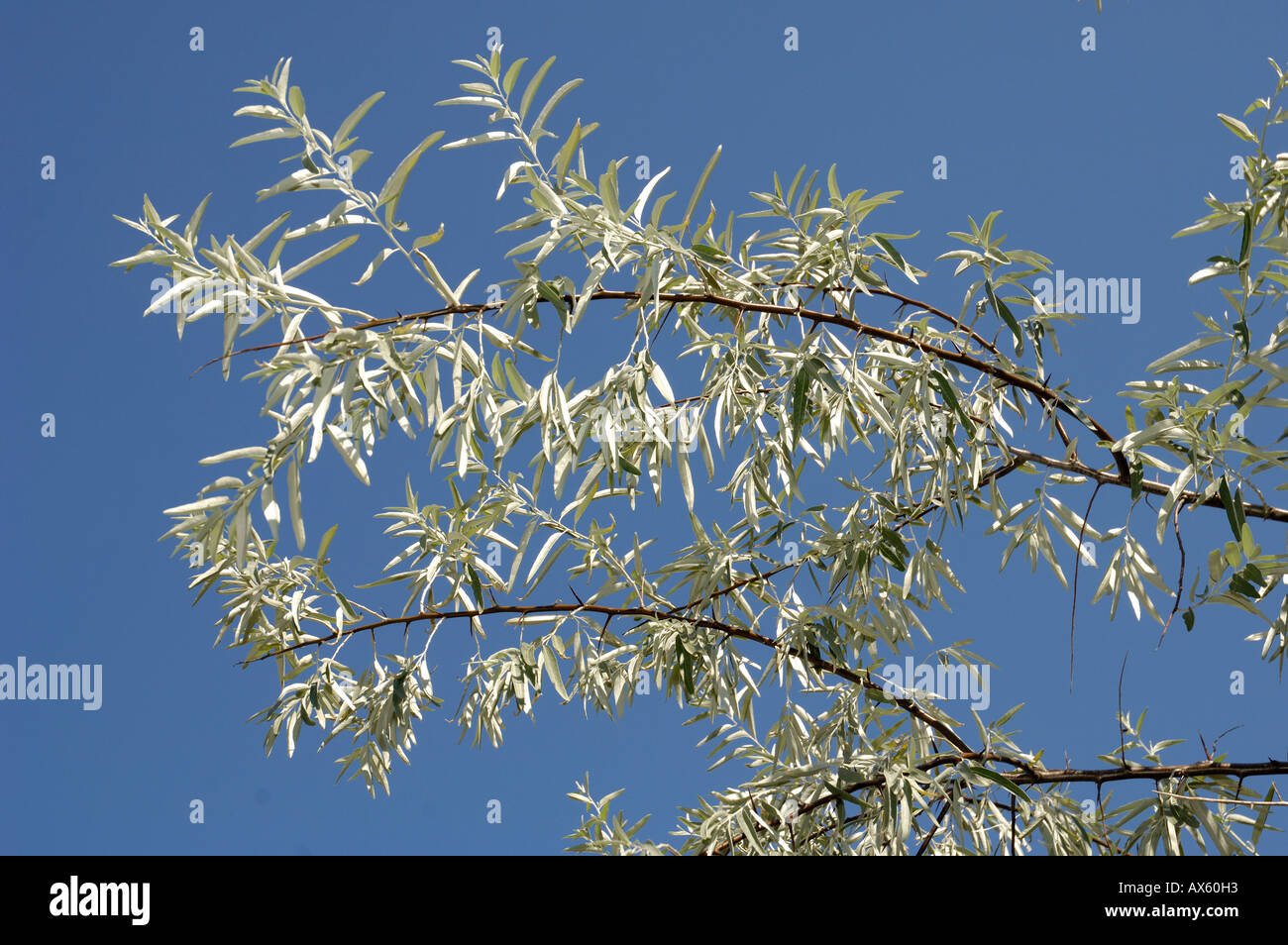 Russian Olive Stock Photo - Alamy