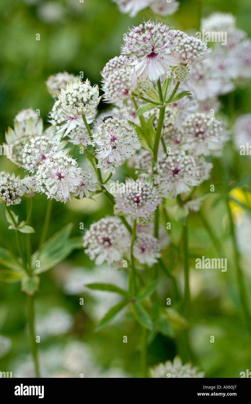 Greater masterwort astrantia major hi-res stock photography and images ...