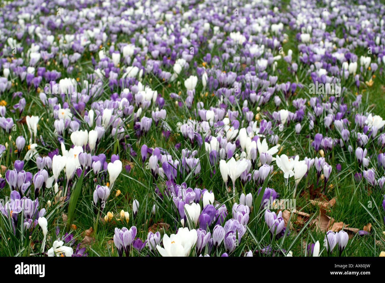Massed crocus hi-res stock photography and images - Alamy