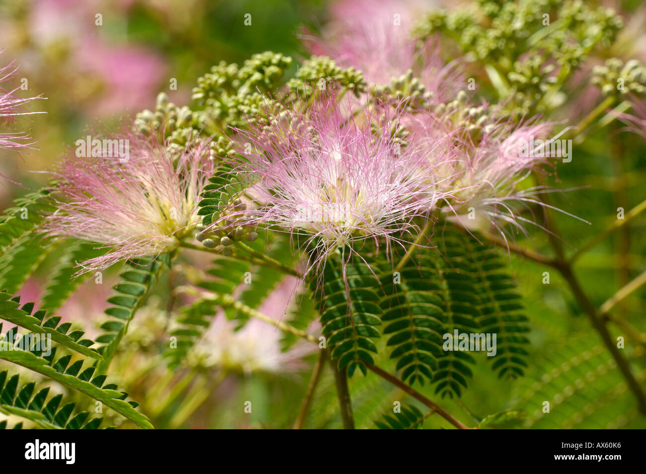 Albizia tree leguminosae hi-res stock photography and images - Alamy
