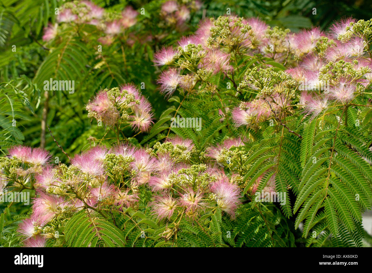 Silk Tree Stock Photo - Alamy