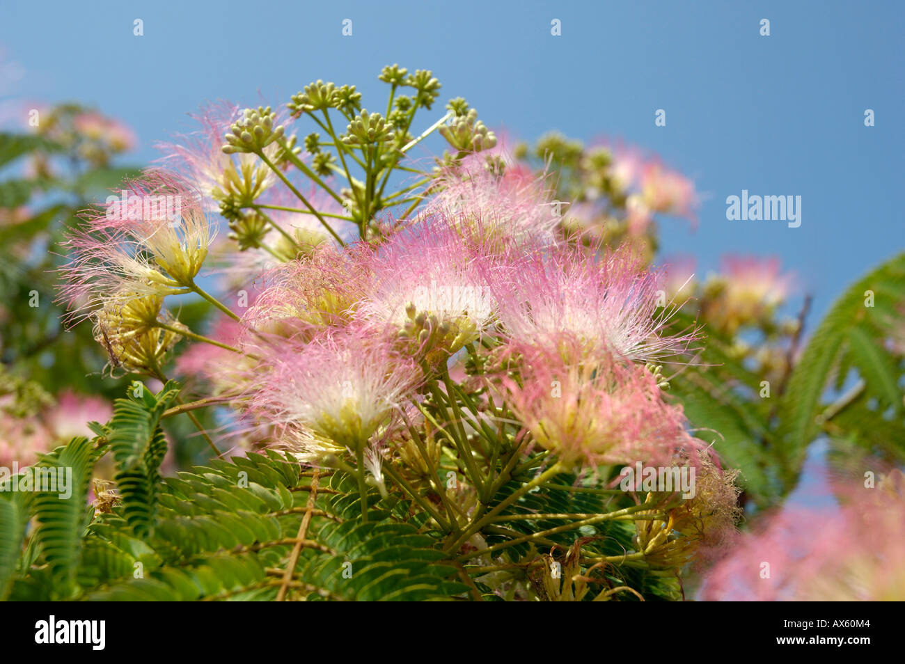 Silk Tree Stock Photo - Alamy