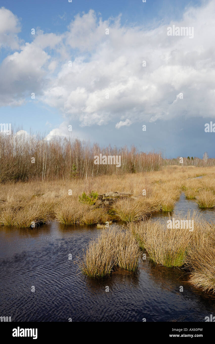 Rushes growing hi-res stock photography and images - Alamy
