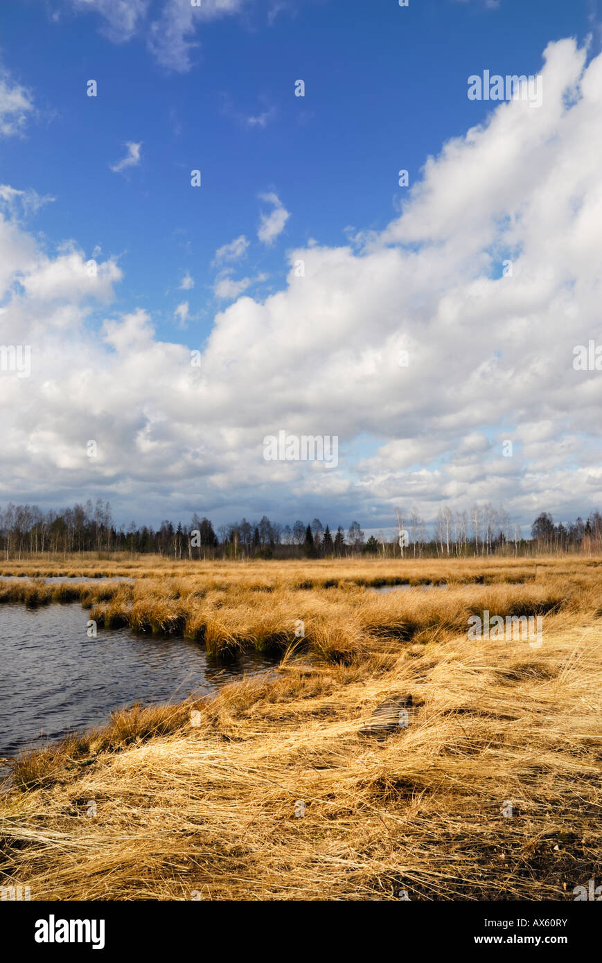 Soft Rushes (Juncus effusus) growing along a moor pond, late winter ...