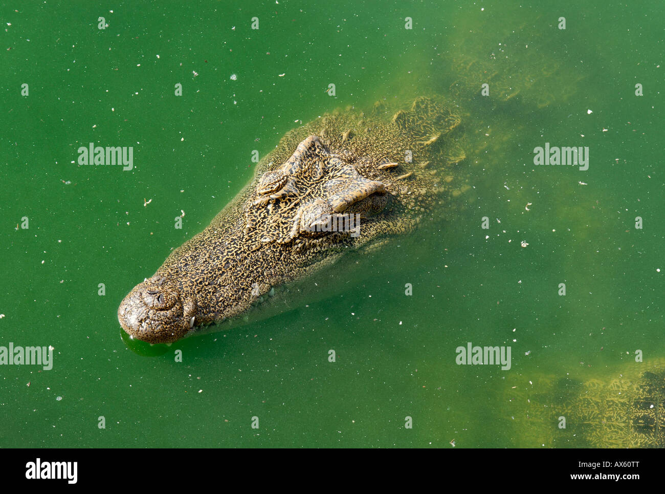Krokodil aus wasser hi-res stock photography and images - Alamy