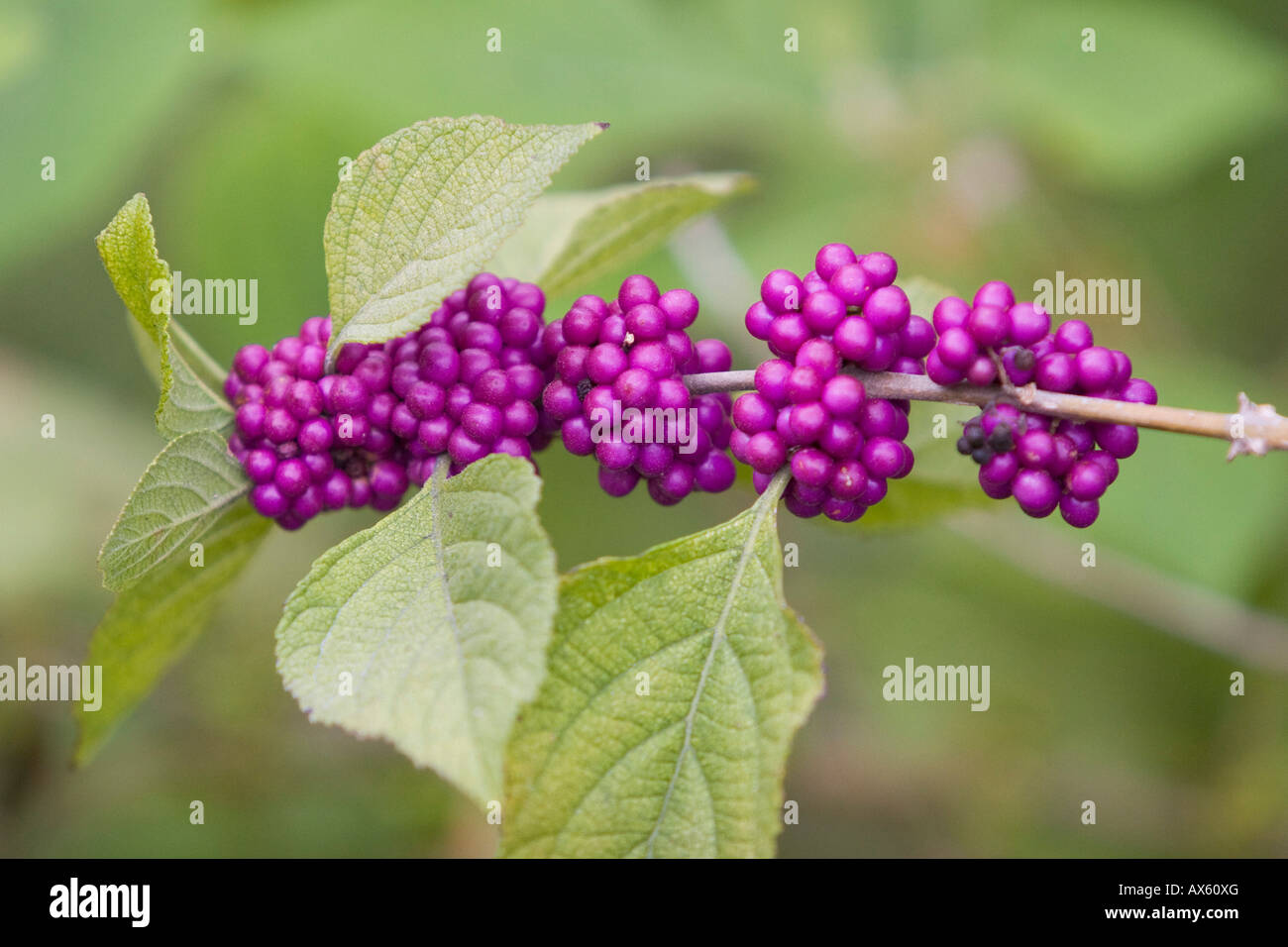 American Beautyberry (Callicarpa americana), Florida Keys, Florida, USA ...