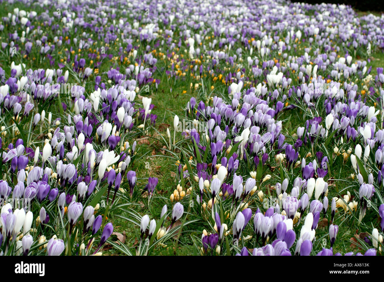 Massed crocus hi-res stock photography and images - Alamy
