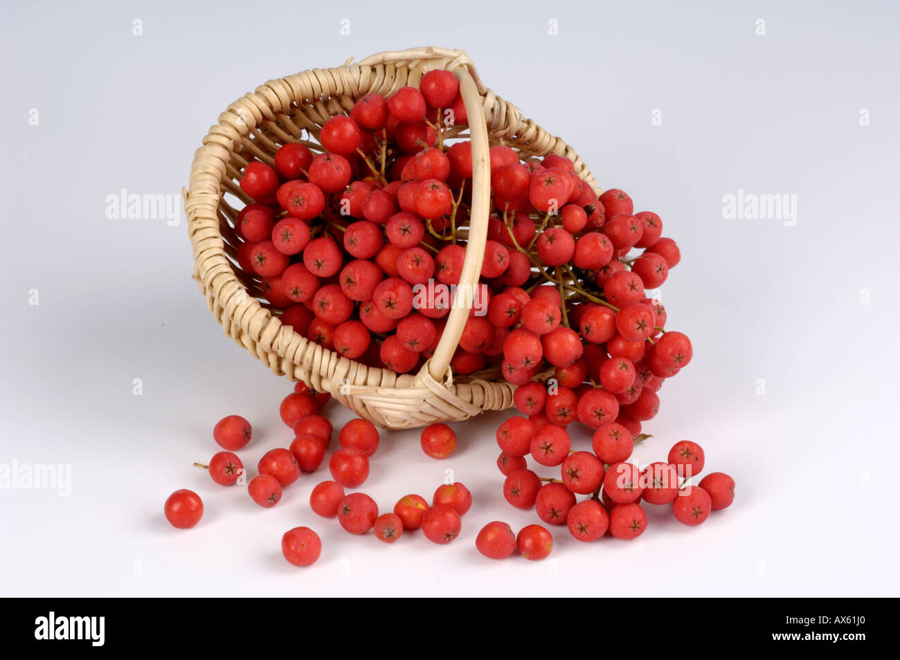 Rowan Ash / Mountain Ash Stock Photo - Alamy