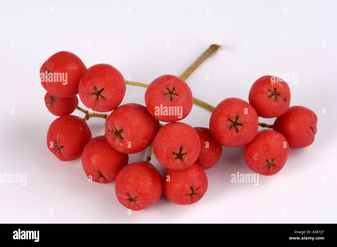 Rowan Ash / Mountain Ash Stock Photo - Alamy