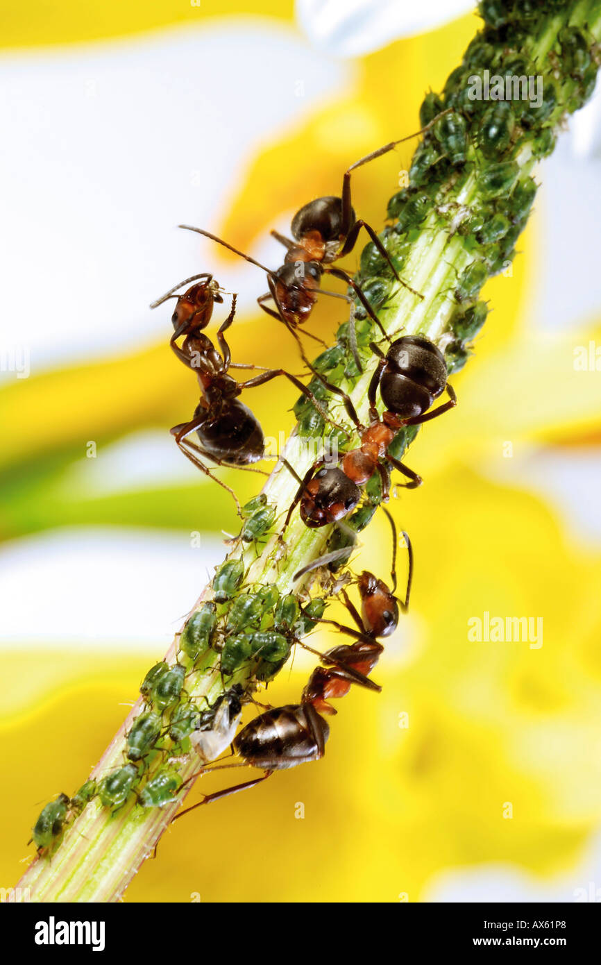 Red ants on stem with aphids Stock Photo - Alamy