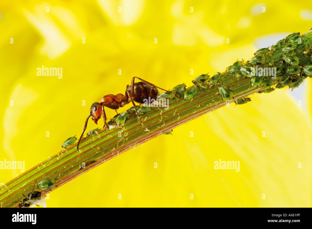 Close up ants head hi-res stock photography and images - Alamy