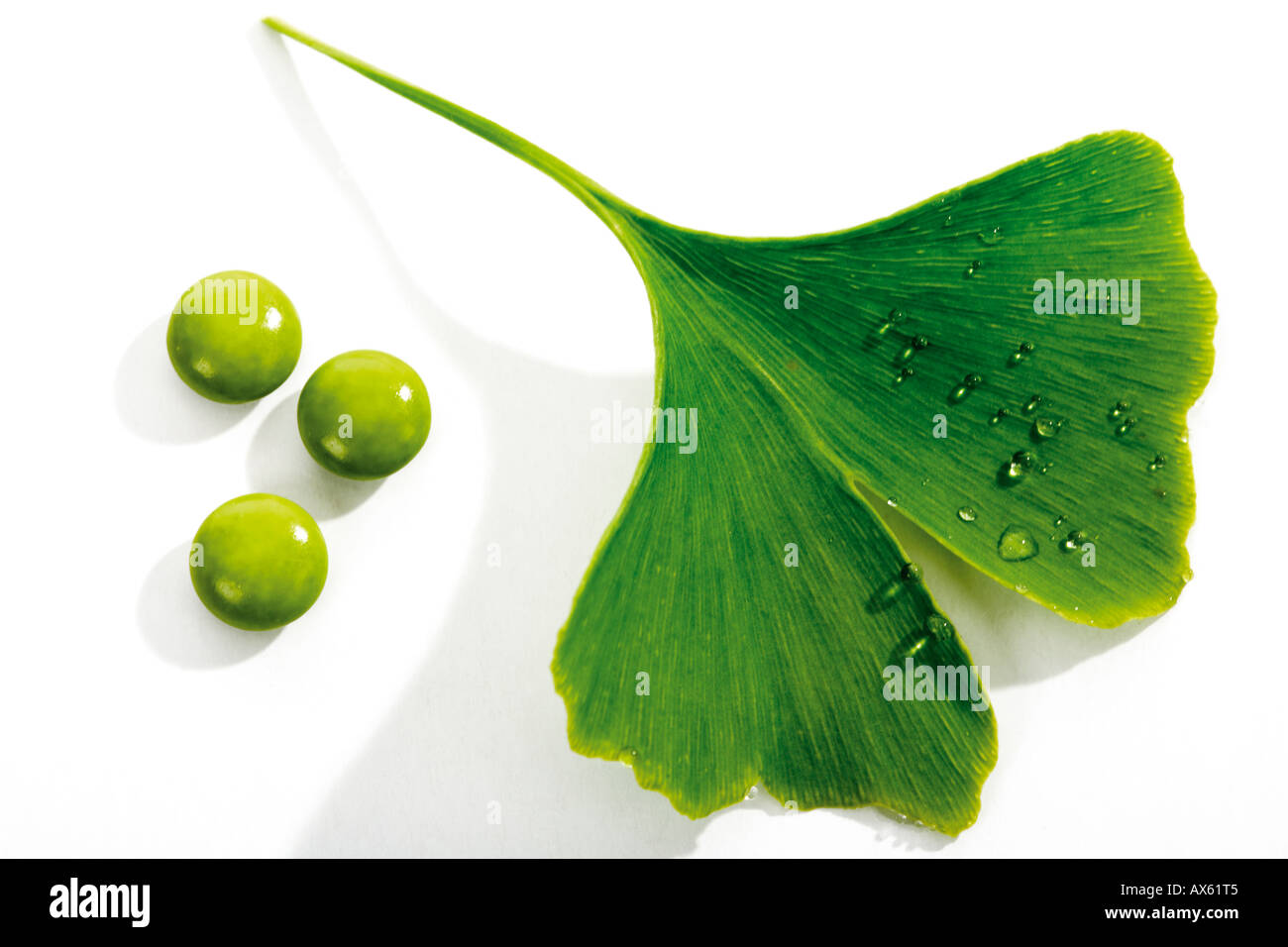 Ginko leaf drop hi-res stock photography and images - Alamy