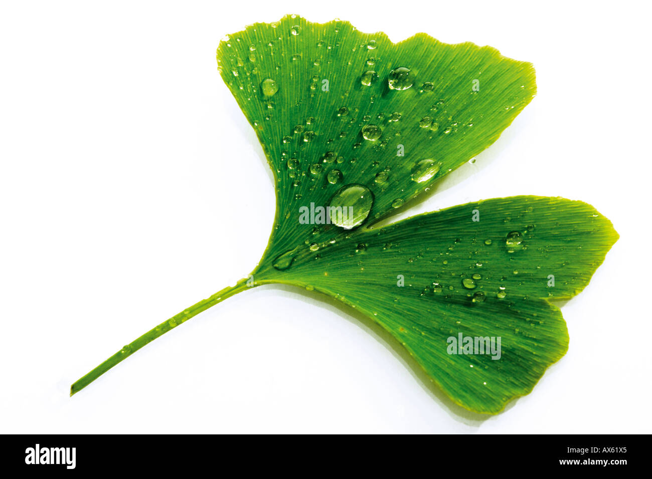 Plants without water Cut Out Stock Images & Pictures - Alamy