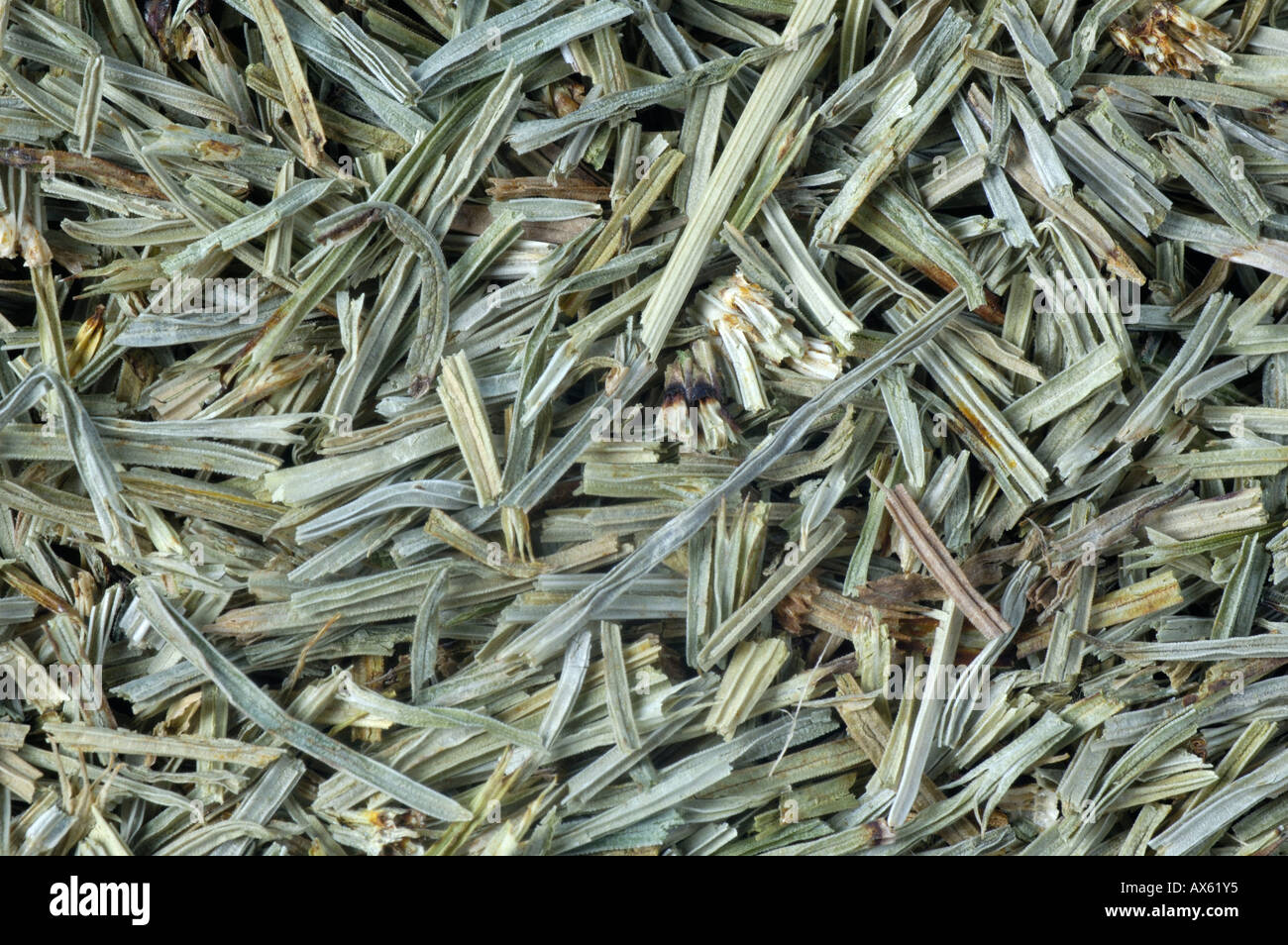 Common Horsetail Stock Photo - Alamy