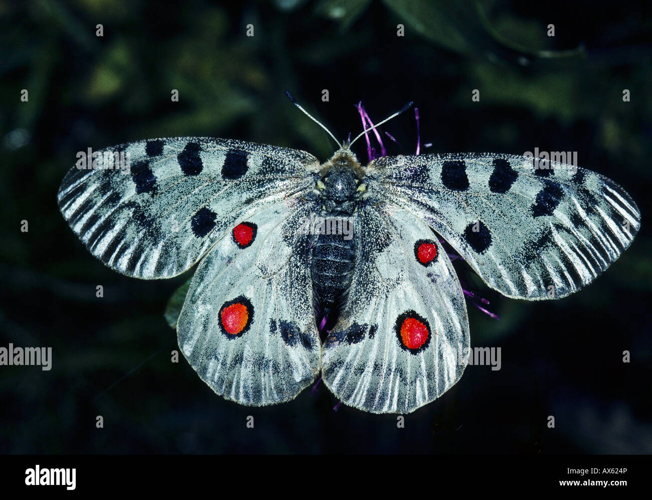Apollofalter Parnassius apollo in the National Park GRAN PARADISO in ...