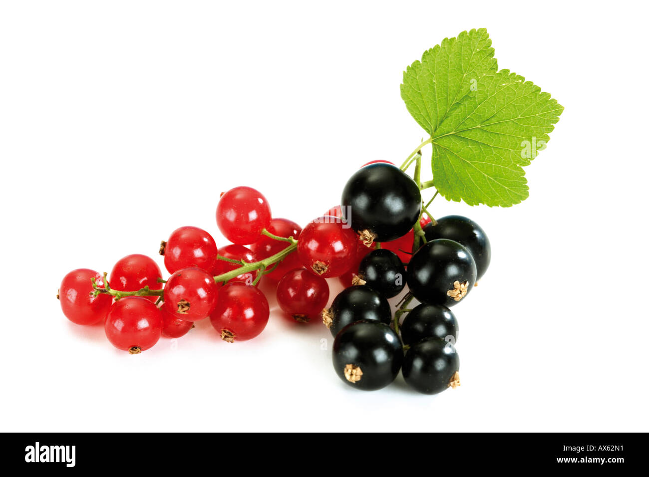Red berries photos Cut Out Stock Images & Pictures - Alamy