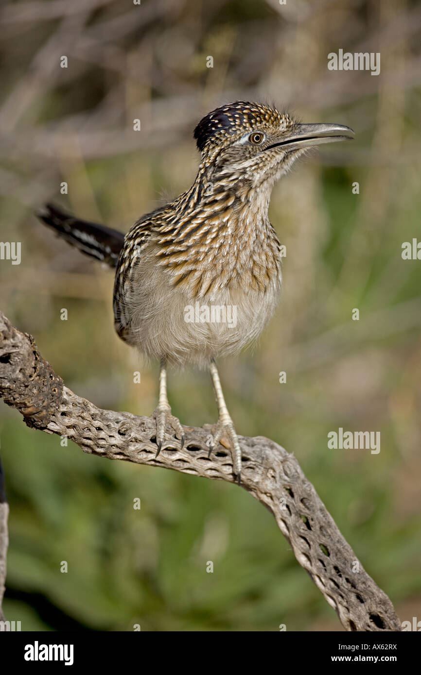 Greater Roadrunner Perched on Branch in Sonoran Desert of Arizona Stock ...