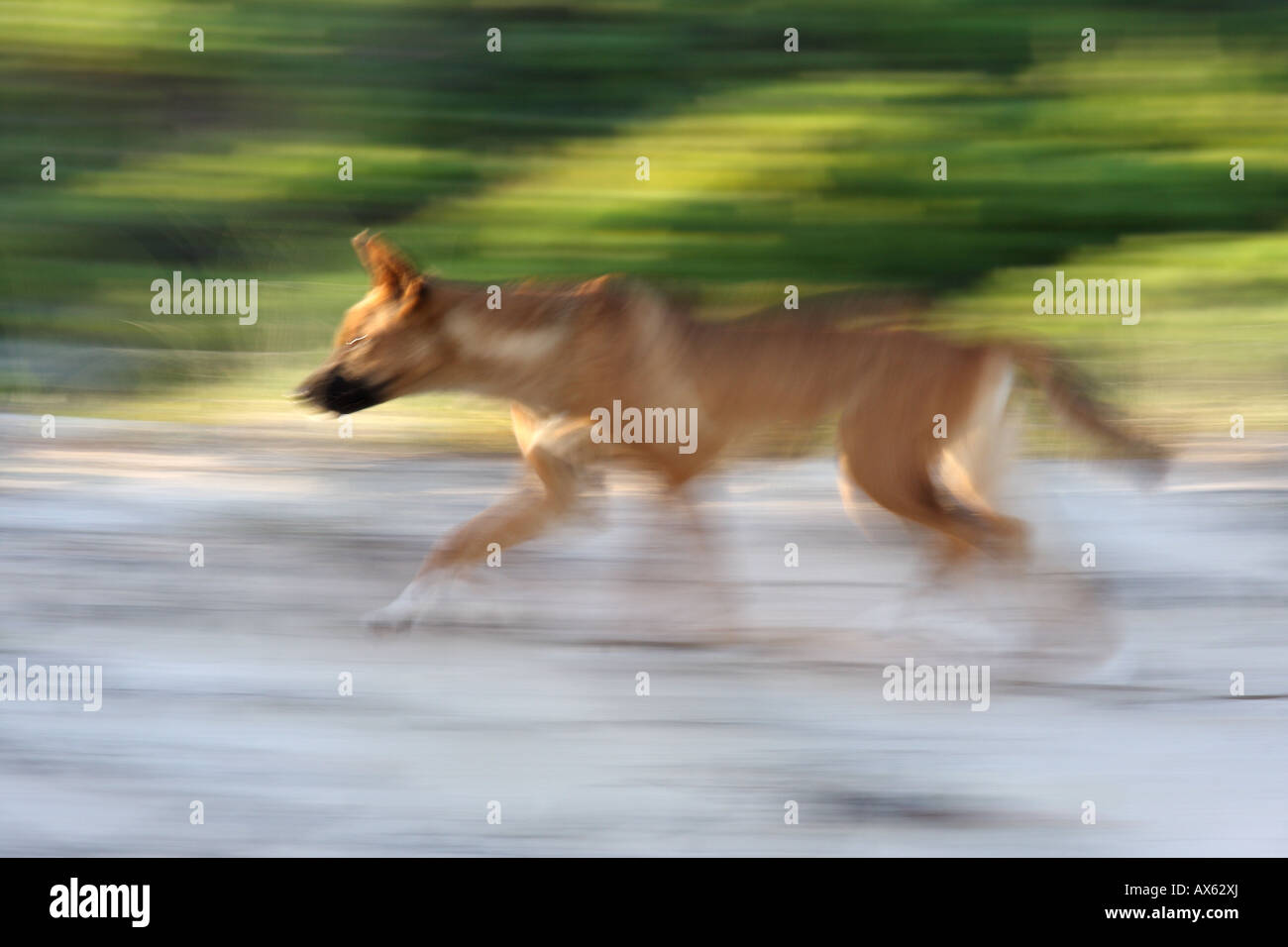 Dingo, canis lupus dingo, single pure-bred adult running across a sand ...