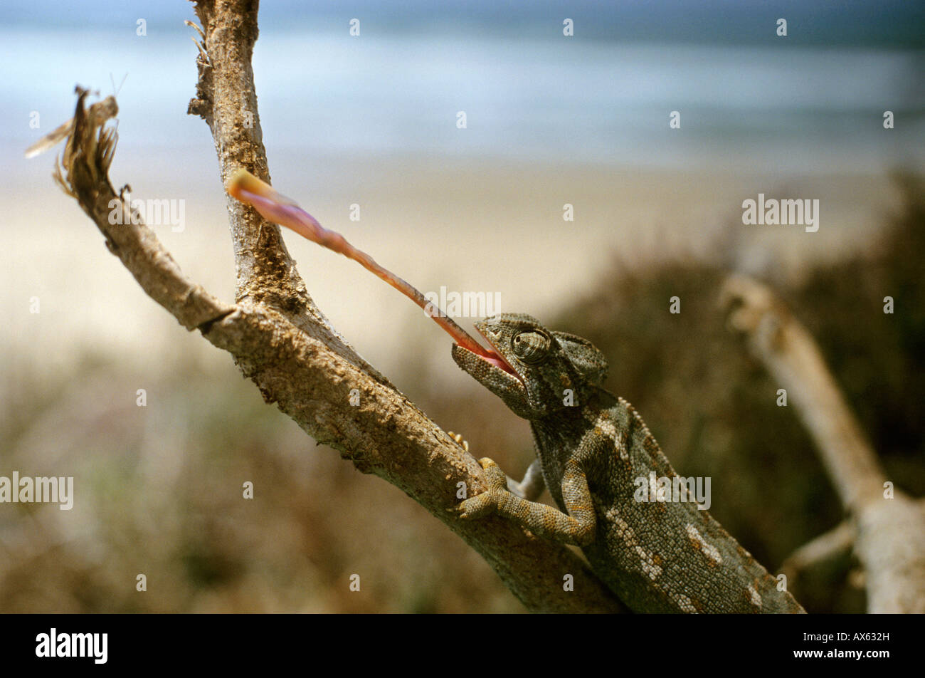 Chameleon catching a locust Morocco Stock Photo - Alamy