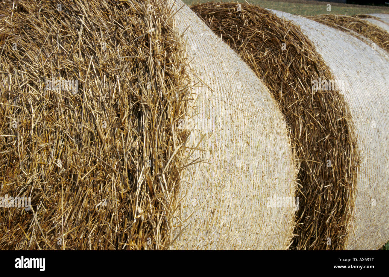 Straw roles in a row Stock Photo - Alamy