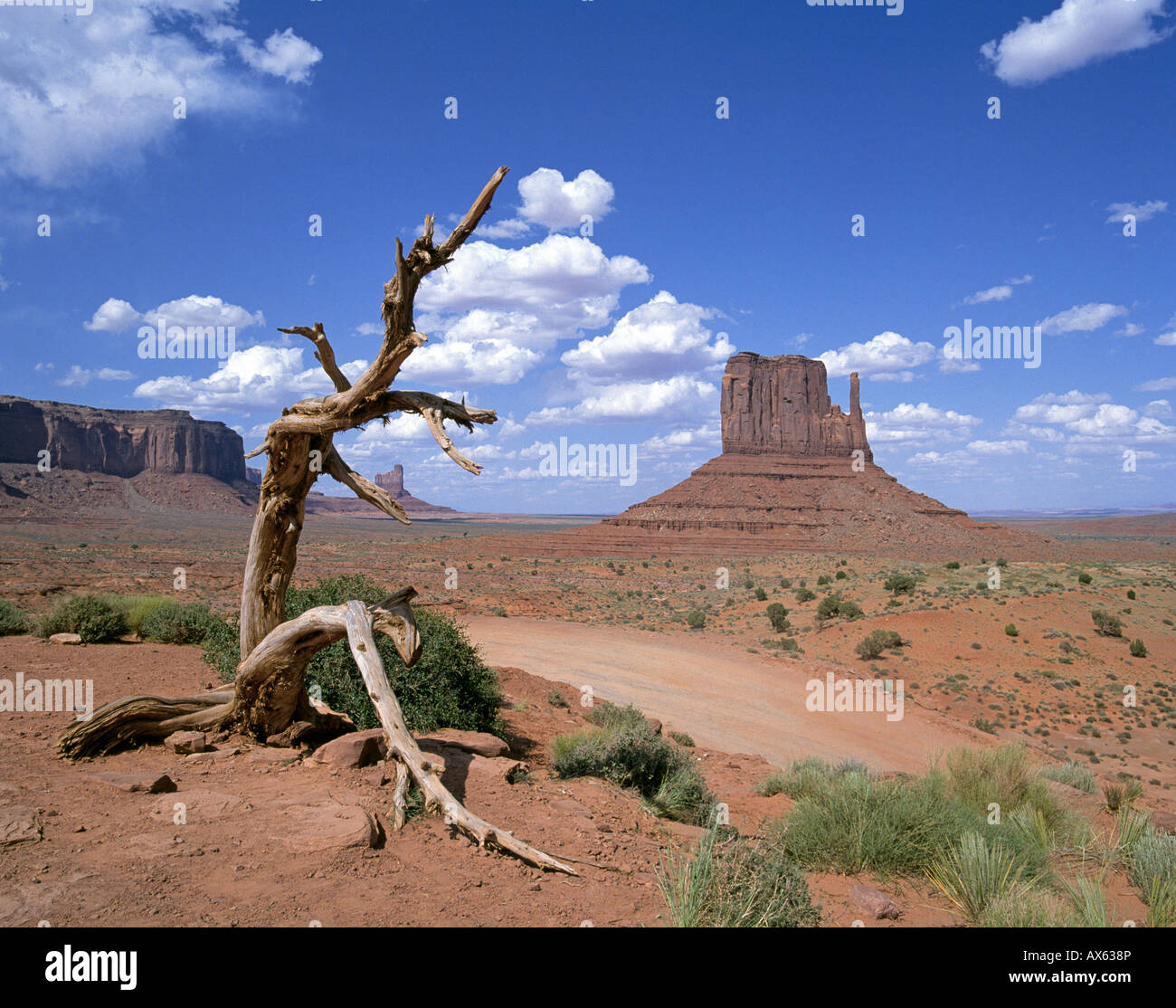 A view of an ancient juniper snag and The Mittens in Monument Valley ...