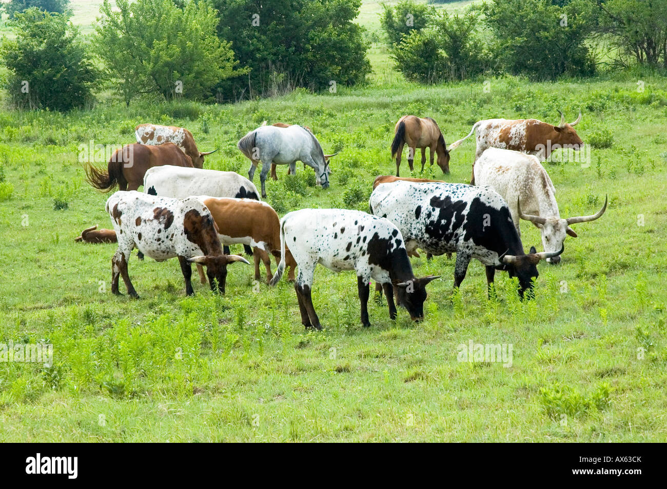 Longhorn Cattle Herd Texas Longhorn Cattle | Oklahoma State University