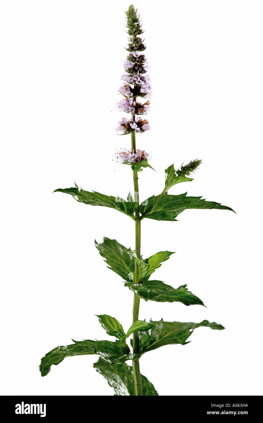 Close up of spanish mint plant hi-res stock photography and images - Alamy