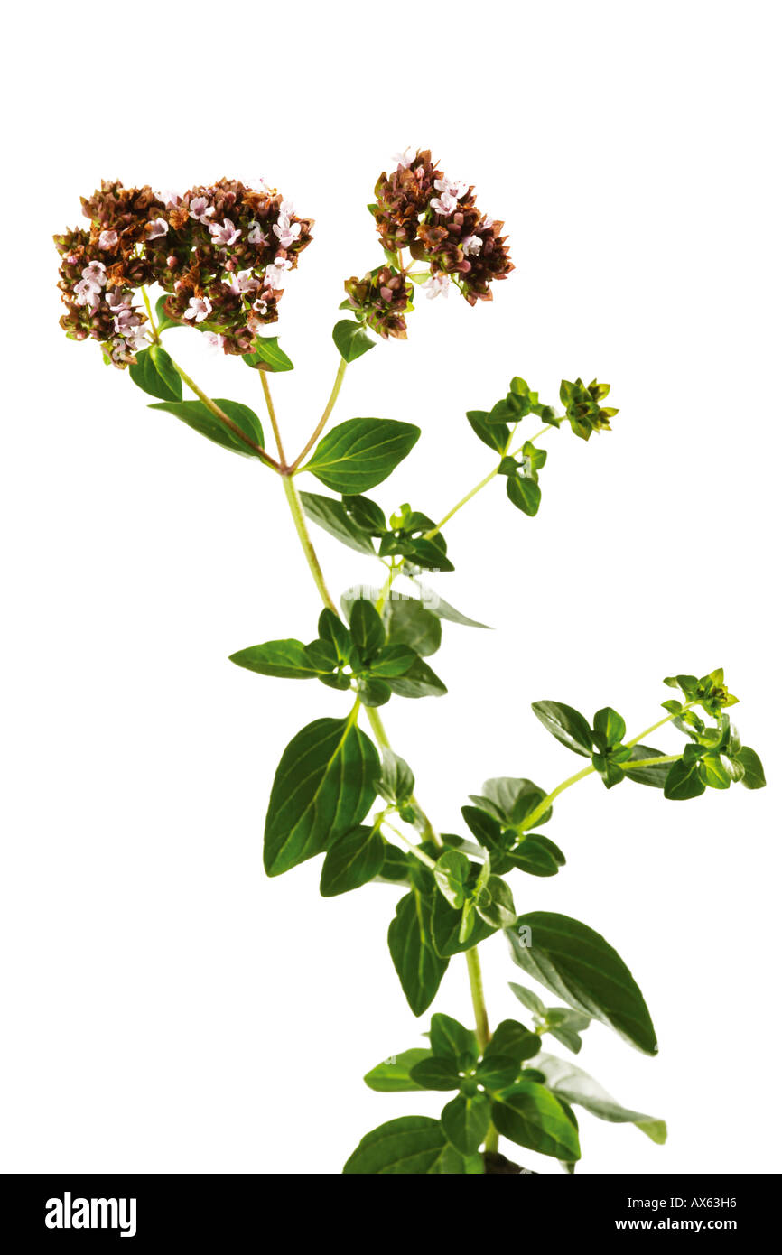 Oregano stem origanum vulgare hi-res stock photography and images - Alamy