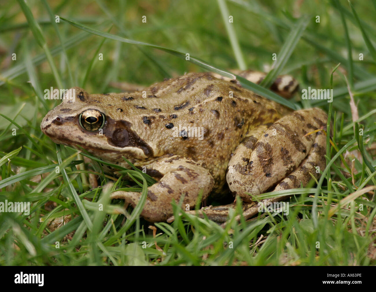 Common Frog - Rana temporaria Stock Photo - Alamy