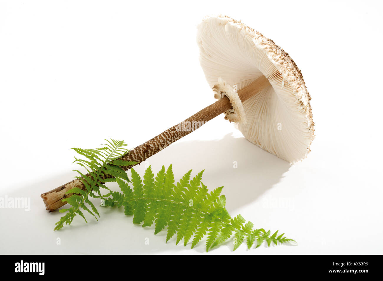 Parasol mushroom, close-up Stock Photo - Alamy